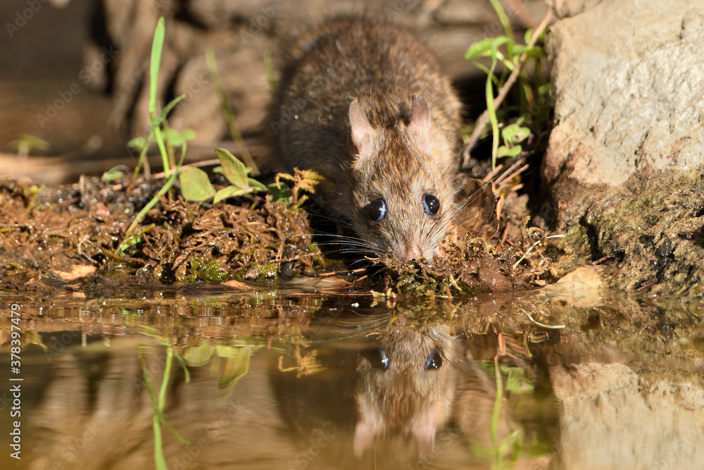 rata de campo comiendo y bebiendo en el estanque del bosque (Rattus ...