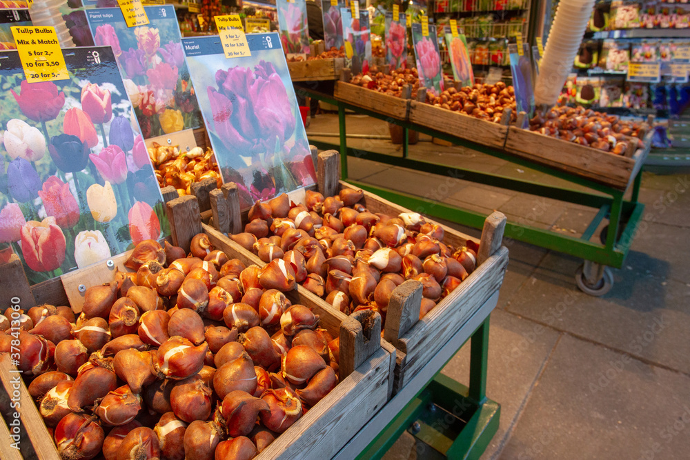 In 1635, the bubble burst on the tulip market. The most expensive ...