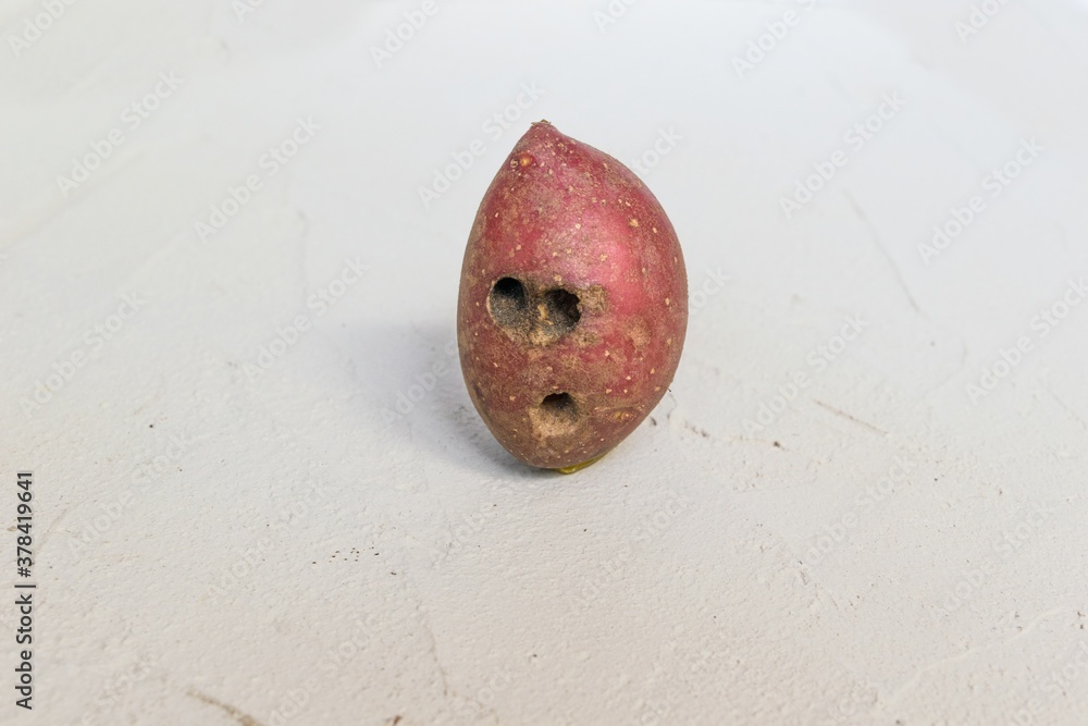 Ugly potato in the shape of a surprised face on a gray concrete ...