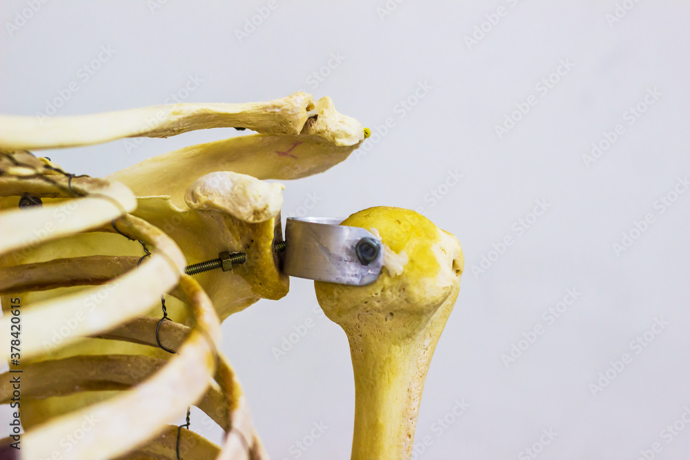 articulated humerus clavicle and scapula bones showing human left ...