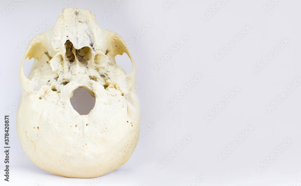 bottom view of base of the human skull showing maxilla and foramen ...