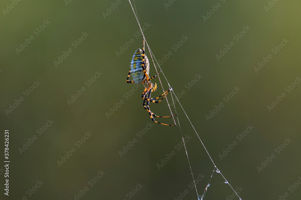 Argiope trifasciata (the banded garden spider or banded orb weaving ...