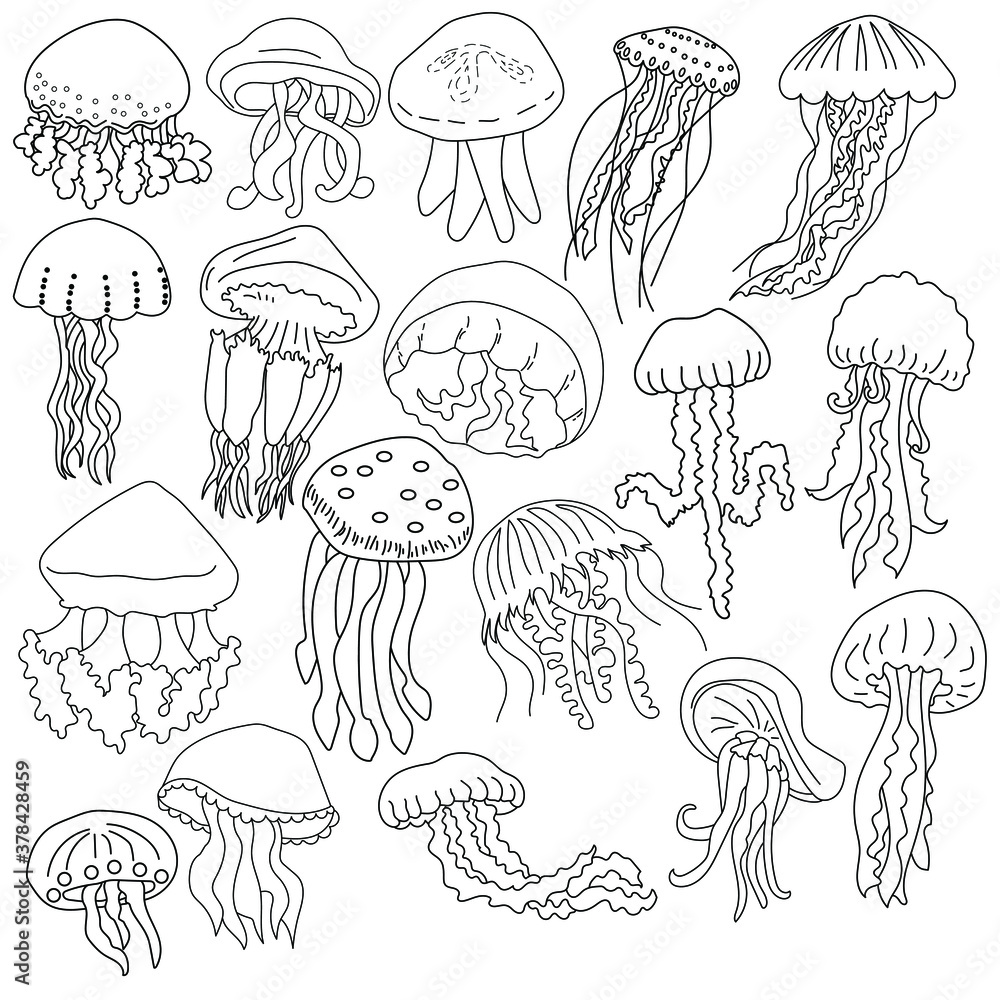 Set of 18 contour drawing of jellyfish of different species, coloring ...