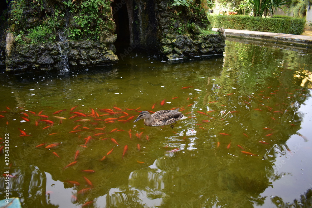 Pato nadando con peces Stock Photo | Adobe Stock