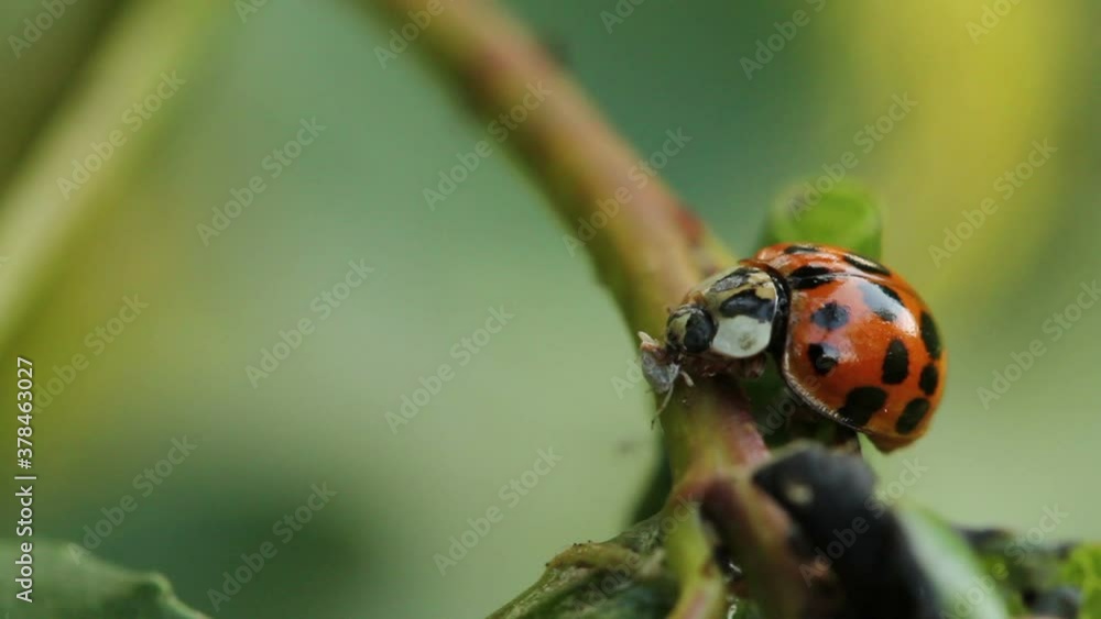 ladybug eats aphids caught on a tree branch Stock Video | Adobe Stock