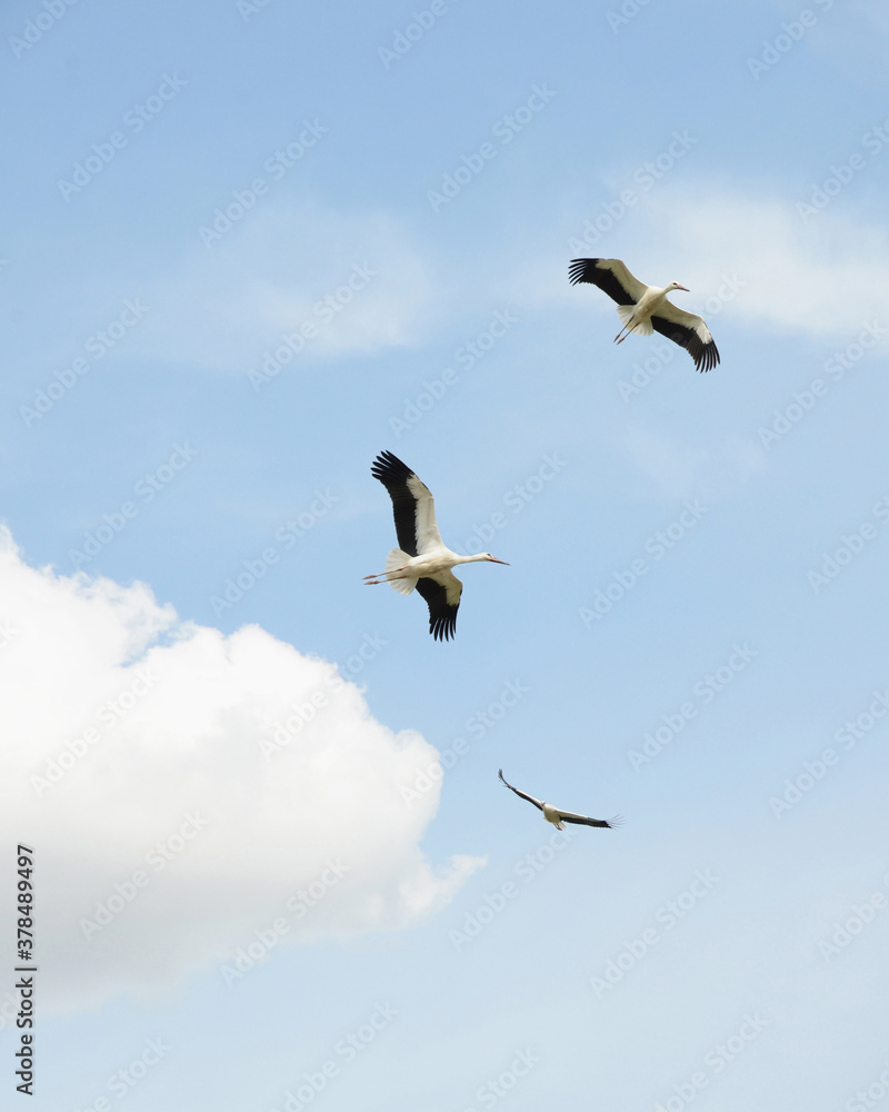 Young white storks flying a spiraling circular path within updrafts of ...