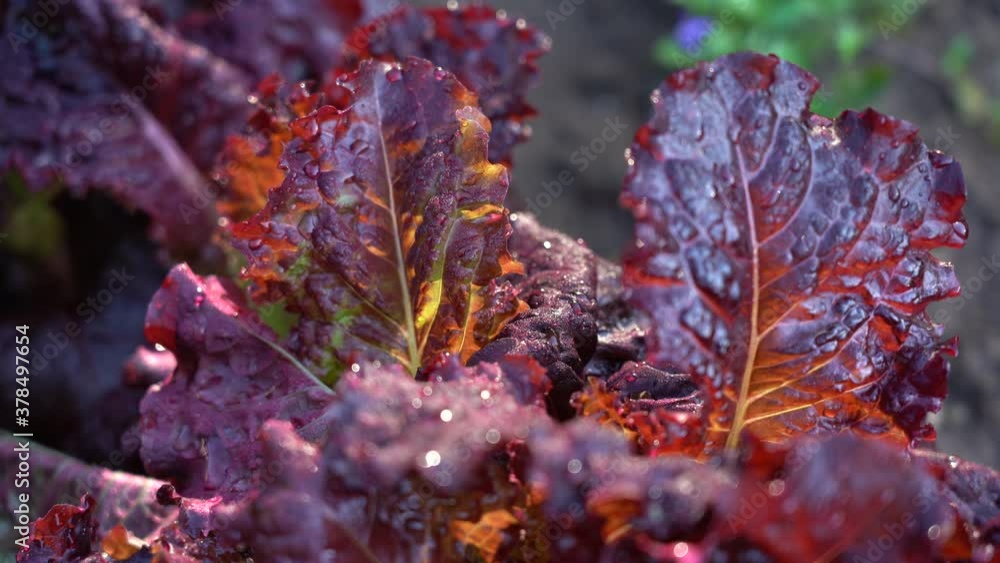 Lettuce in the garden. Red lettuce leaves on the beds in the vegetable ...