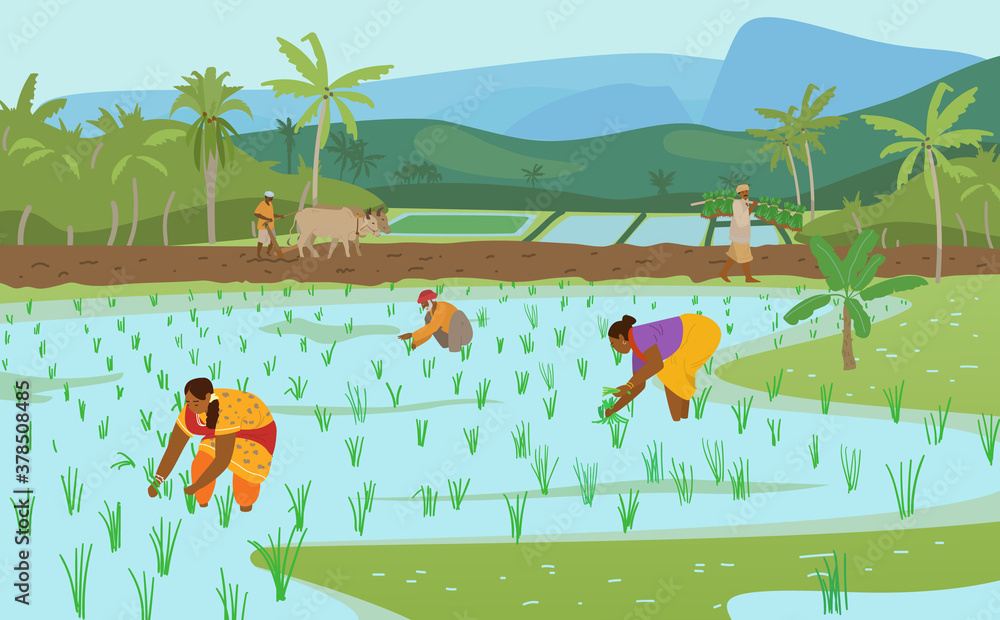Vector Illustration Of Indian Rice Fields With Workers.Farmer Plowing ...