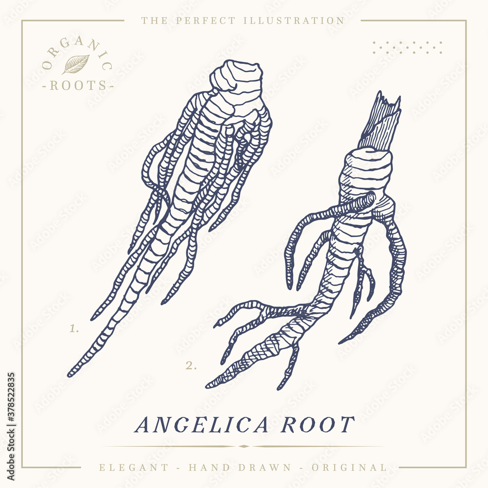 Angelica Root Art