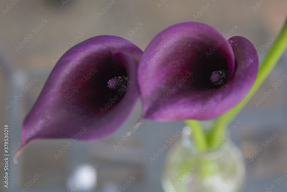 Foto de Las calas mas bonitas de mi jardín. do Stock | Adobe Stock