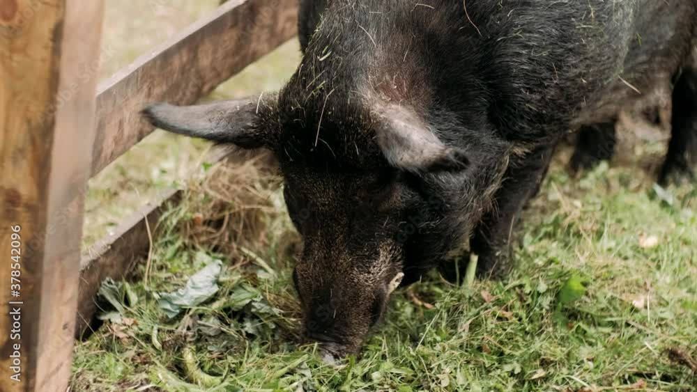 boar is eating foods . The hairy wild boar is eating foods on the pen ...