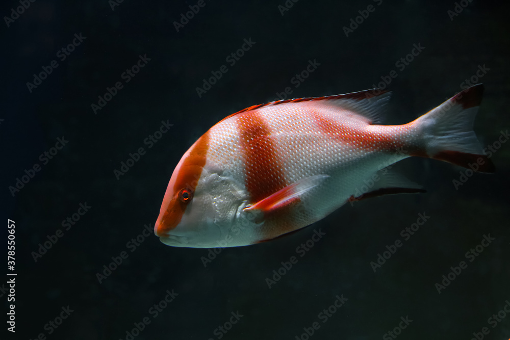 Lutjanus Sebae (Cuvier) - Emperor red snapper / Emperor Bream. Fish in ...