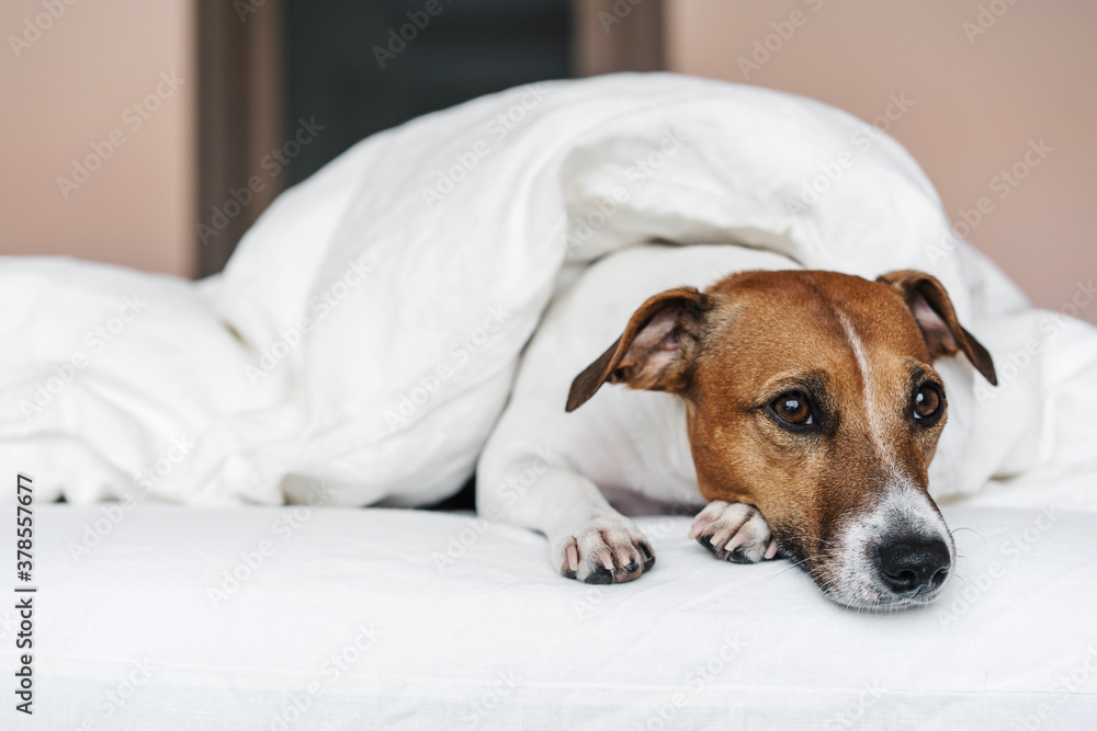 Sad dog Jack Russell Terrier sleeping on a white bed in a cozy modern ...