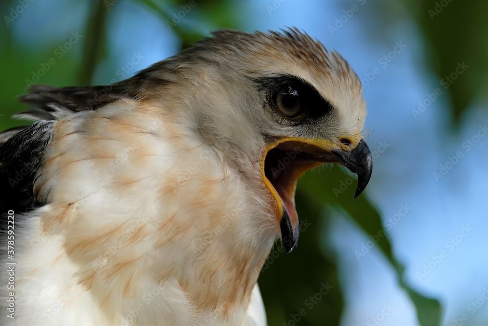 The Sulawesi hawk-eagle Chicks, also known as Celebes hawk-eagle or ...