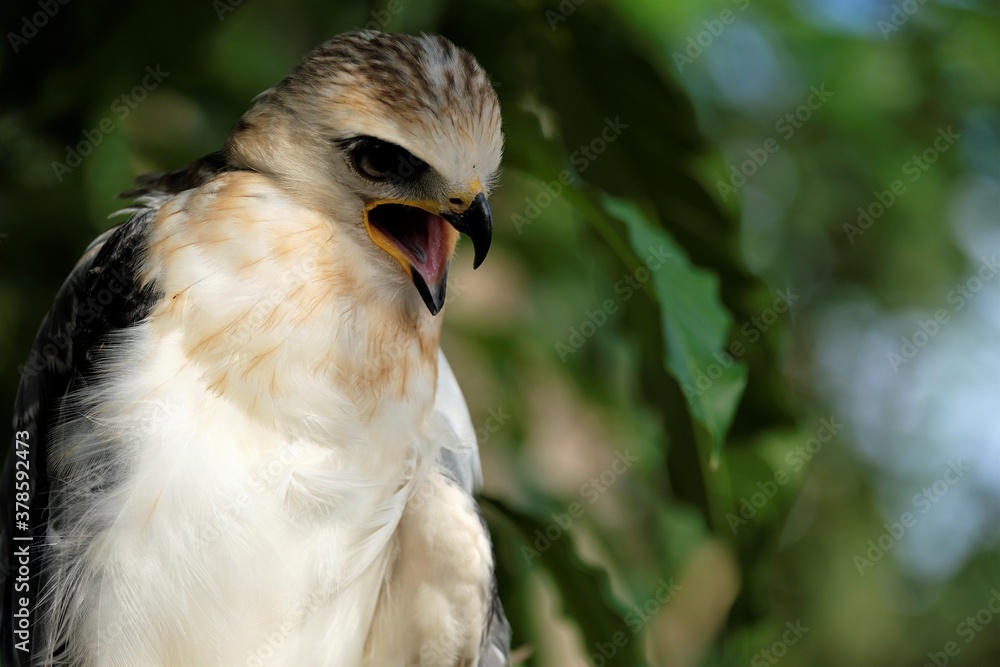 The Sulawesi hawk-eagle Chicks, also known as Celebes hawk-eagle or ...