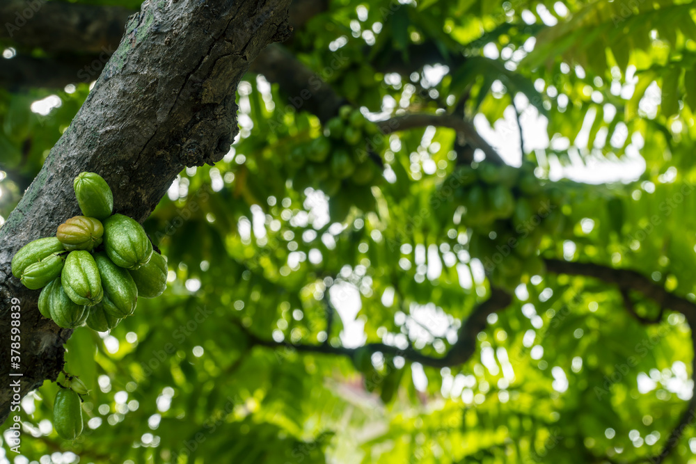 Averrhoa bilimbi on the tree, is a fruit-bearing tree of the genus ...