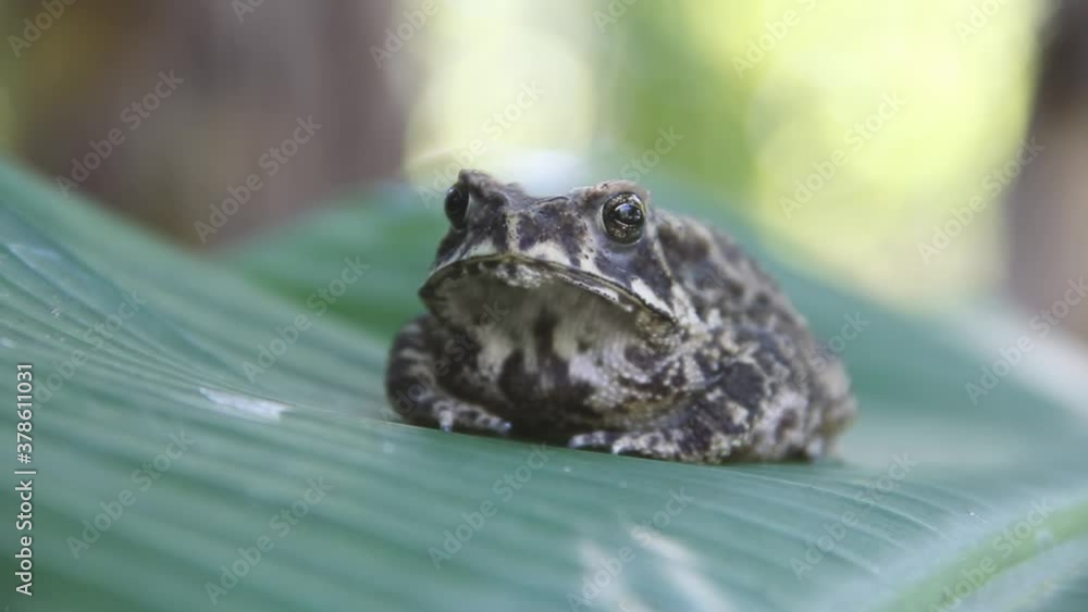 Ferguson's toad (Bufo fergusonii) in past Schneider's (dwarf) toad ...