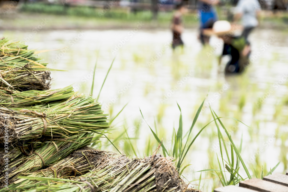 Rice seedlings with a blur of the muddy Asian children enjoys planting ...
