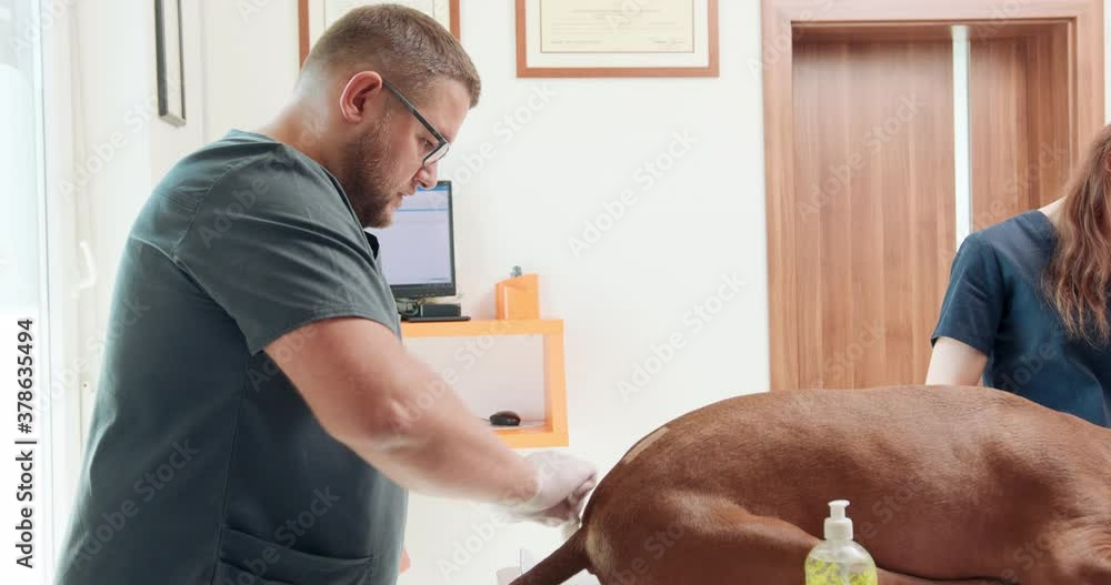 Male veterinarian in rubber gloves wipes with a disinfectant croup of ...