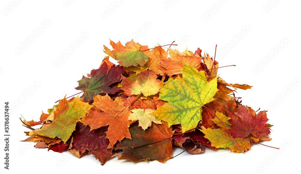 Pile of autumn colored leaves isolated on white background.A heap of ...
