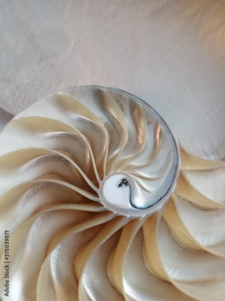 shell nautilus Fibonacci section spiral pearl symmetry half cross ...