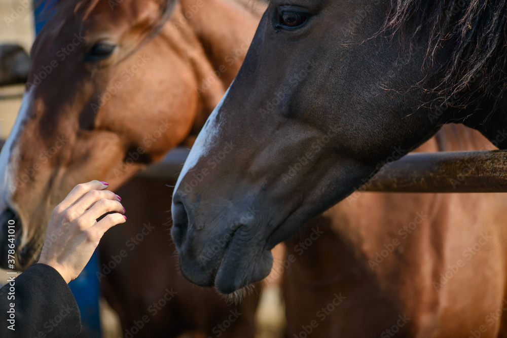Human hand near the horse's muzzle. man hand stroking horse. People and ...