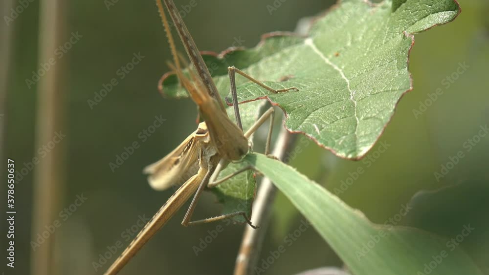 Acrida cinerea, Oriental longheaded grasshopper/locust, Chinese ...