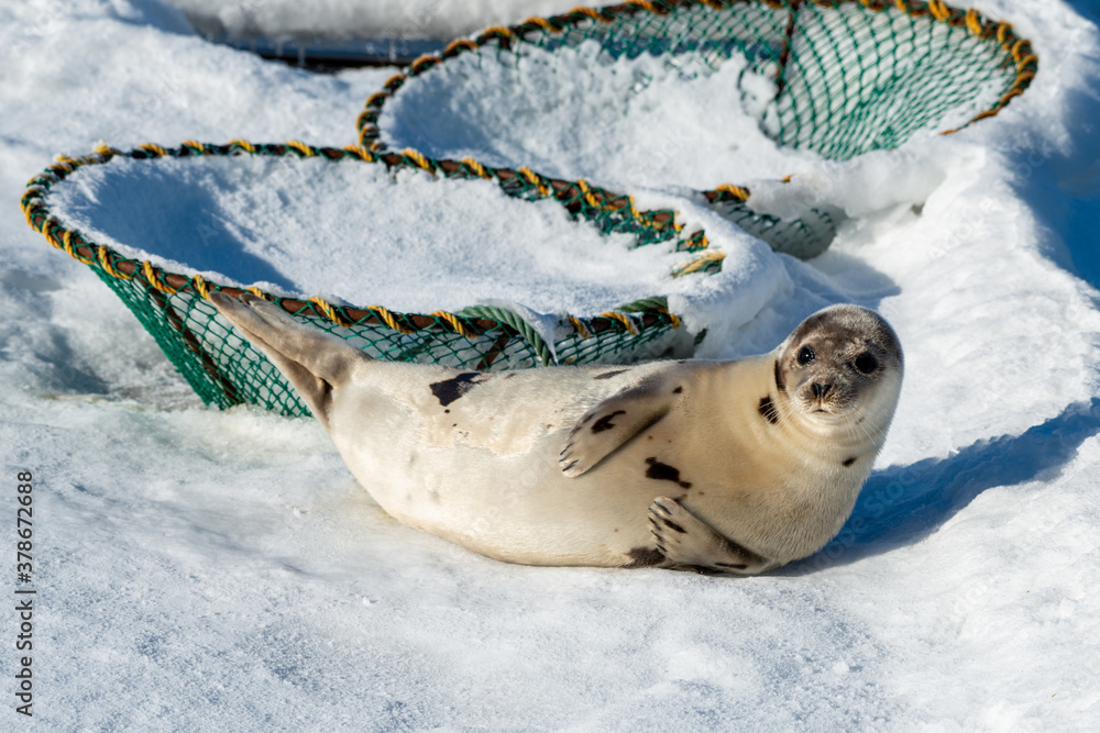 A large wild harp seal laying on a bed of ice and snow. The silver grey ...