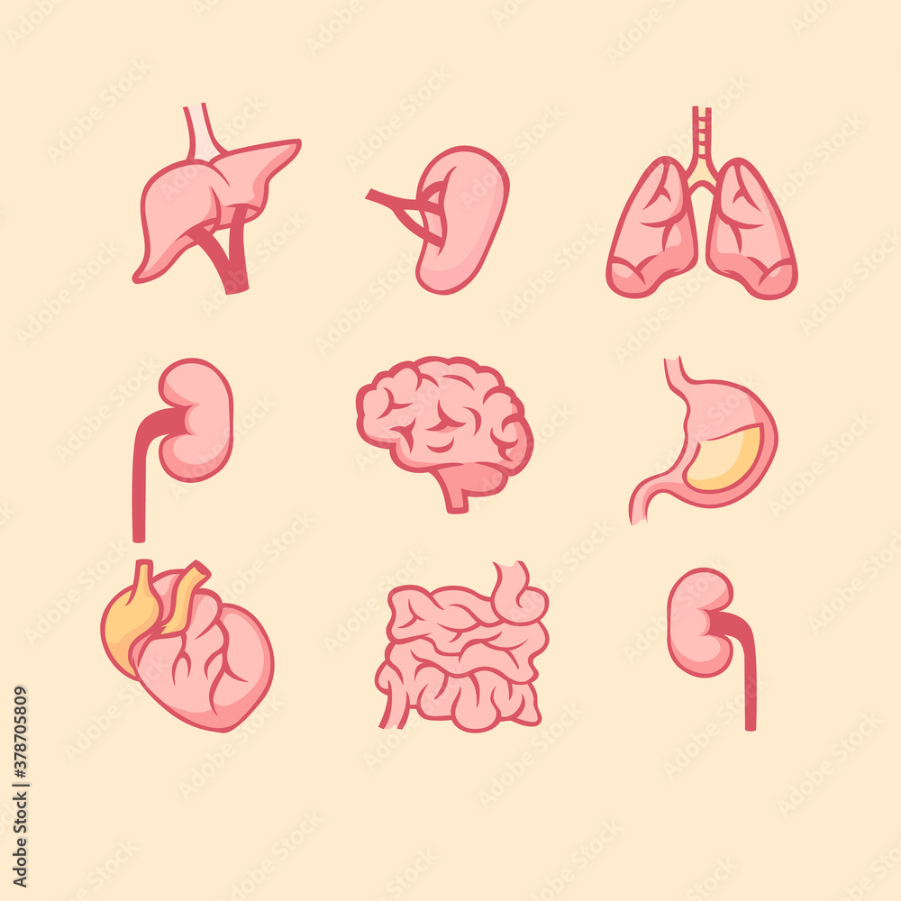 Human internal organs set. Anatomical lungs with heart muscle digestive ...