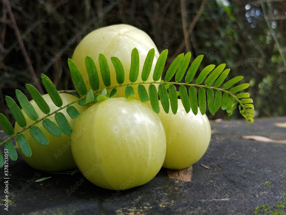Indian Gooseberry Stock Photo | Adobe Stock
