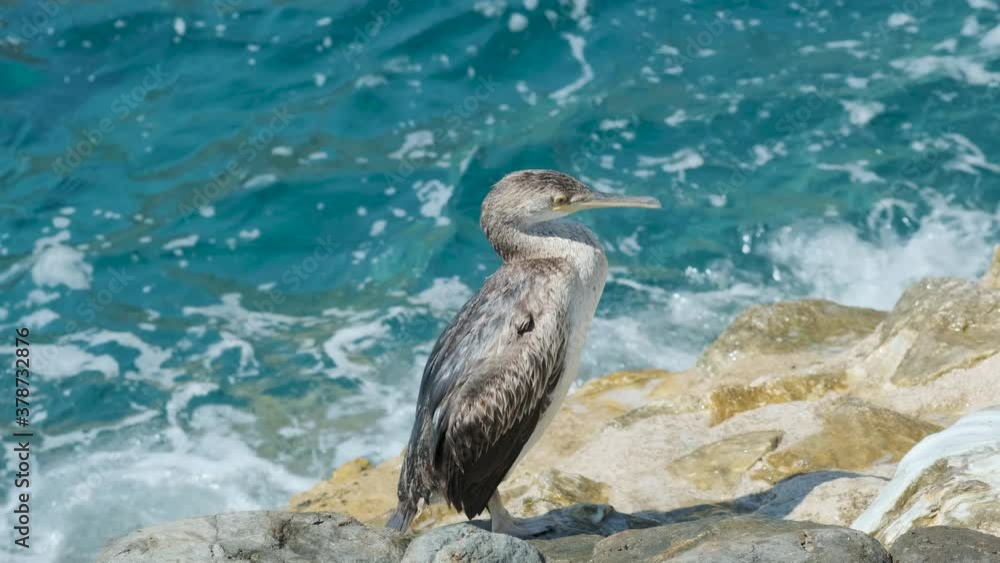 Vidéo Stock Cormorant is sitting on rocky coast of Europe on blue sea ...