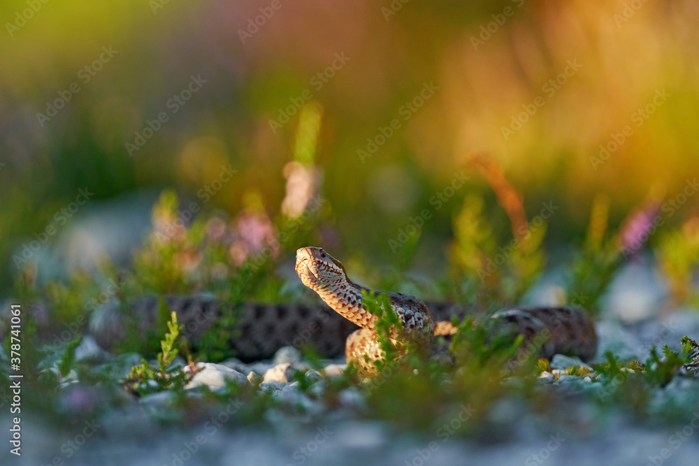 Vipera berus, European adder, beautiful snake in the nature habitat ...