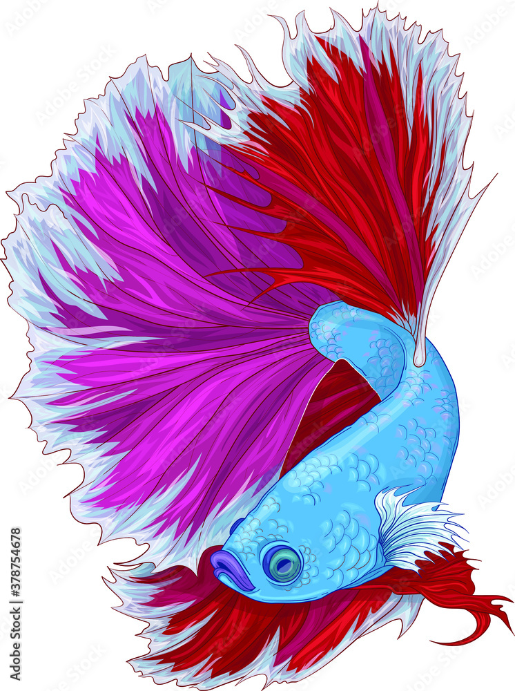 Realistic dragon fish. Fighting fish vector illustration. Koi fish in ...