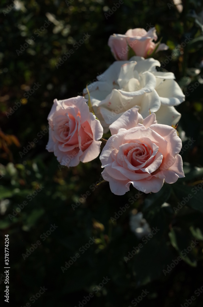 Faint Pink Flower of Rose 'Majolika' in Full Bloom Stock Photo | Adobe ...