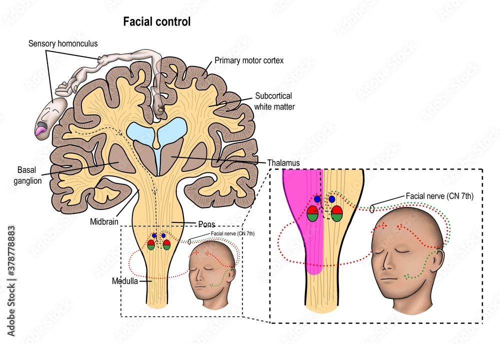 physiology of facial control in human Stock Illustration | Adobe Stock