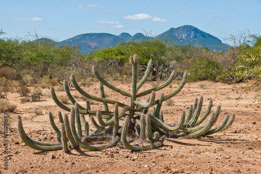 Cacto xique-xique na vegetação de caatinga. Stock Photo | Adobe Stock