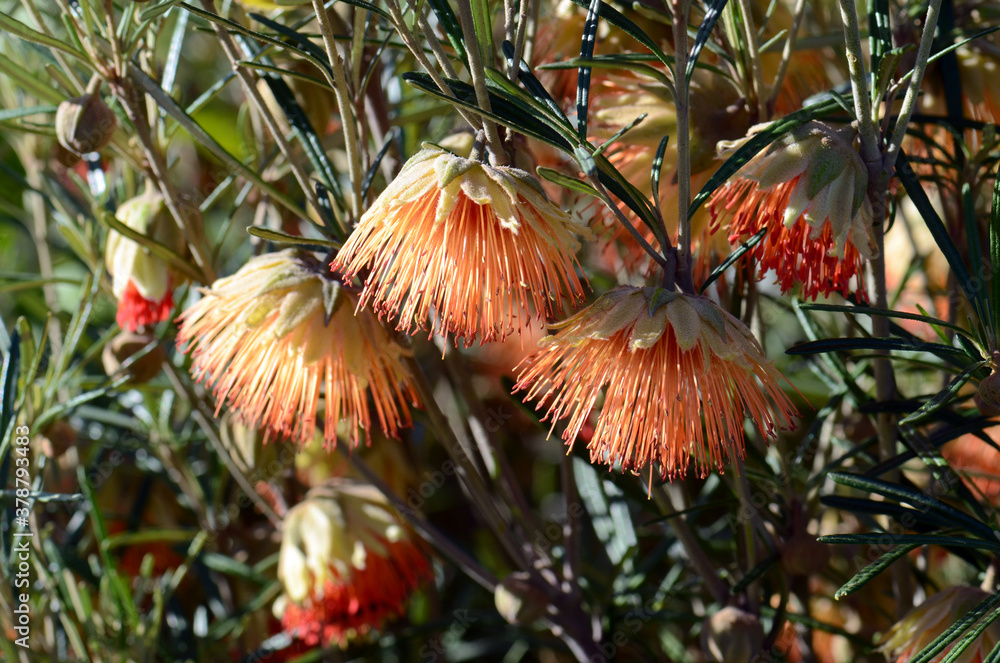 Australian native orange wildflowers of the Yanchep Rose, Diplolaena ...