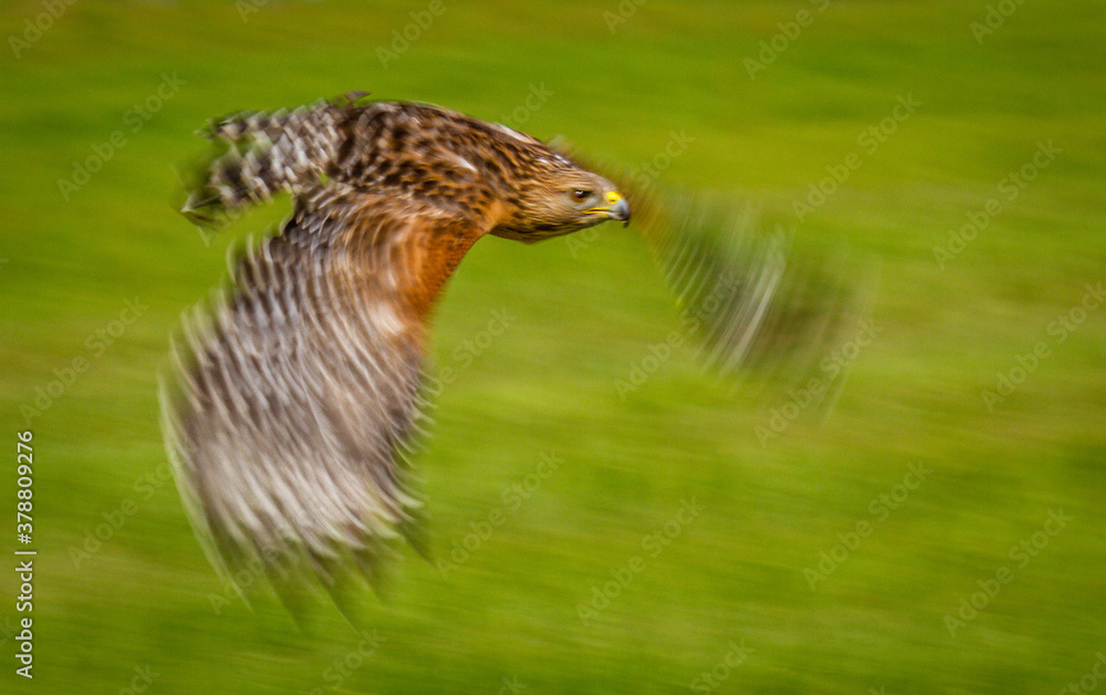 Foto de Red-Shouldered Hawk in flight showing motion. Photographed in ...
