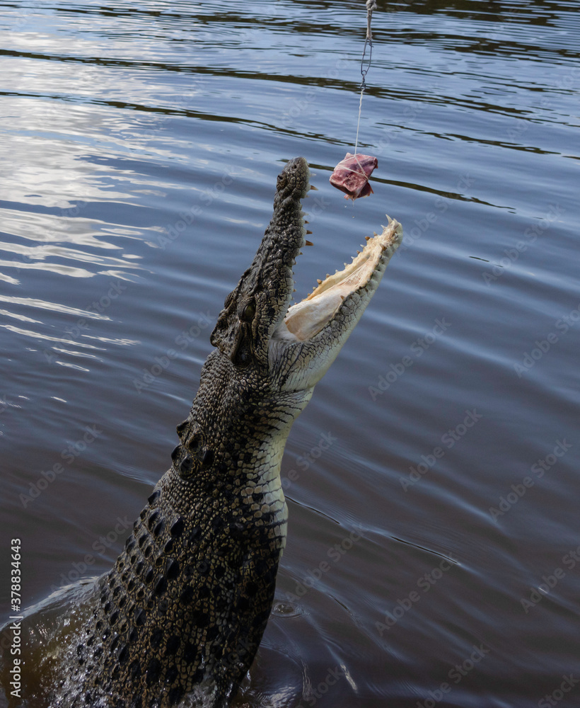 Australian Crocodile Food