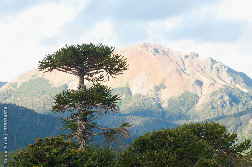 Pehuen trees in a forest, Cordillera de los Andes, Argentina Stock ...