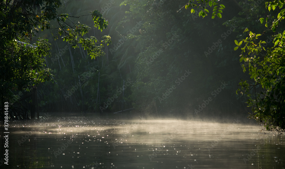 ray of light through the canopee Stock Photo | Adobe Stock