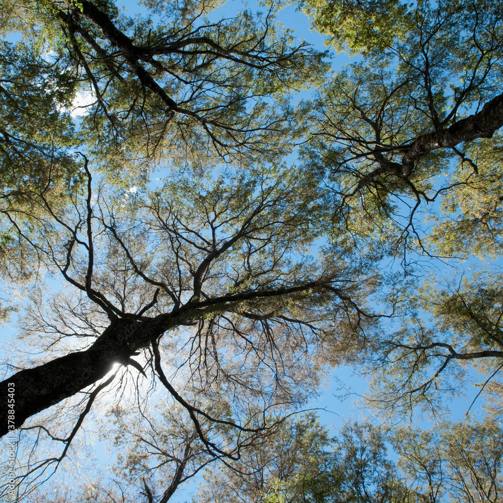Oak trees in a forest, Cordillera de los Andes, Argentina Stock Photo ...