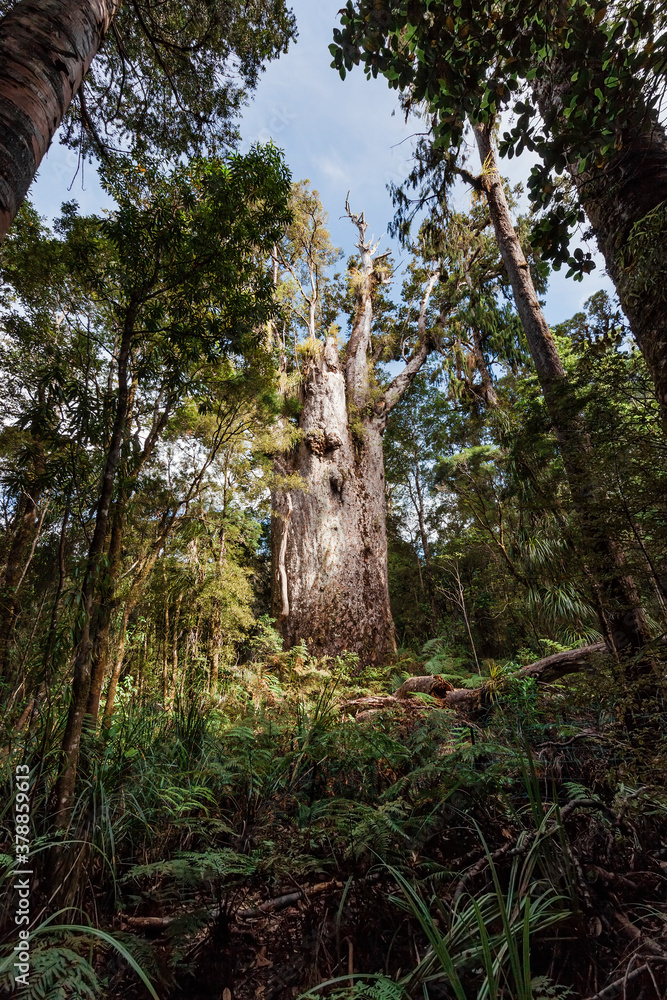 Te Matua Ngahere, the giant Kauri Tree in rainforest Stock Photo ...