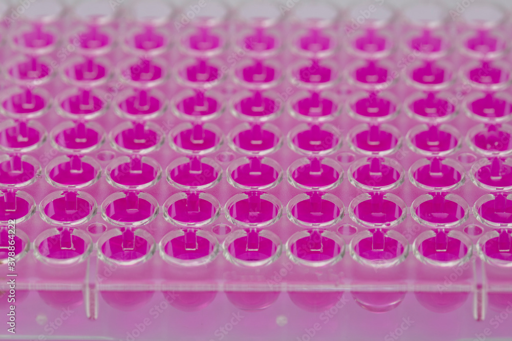 Scientist holding a 96 well plate with samples for biological analysis ...