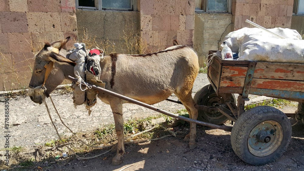 Donkey with a cart and cargo. On carts drawn by a donkey. Pet. A heavy ...