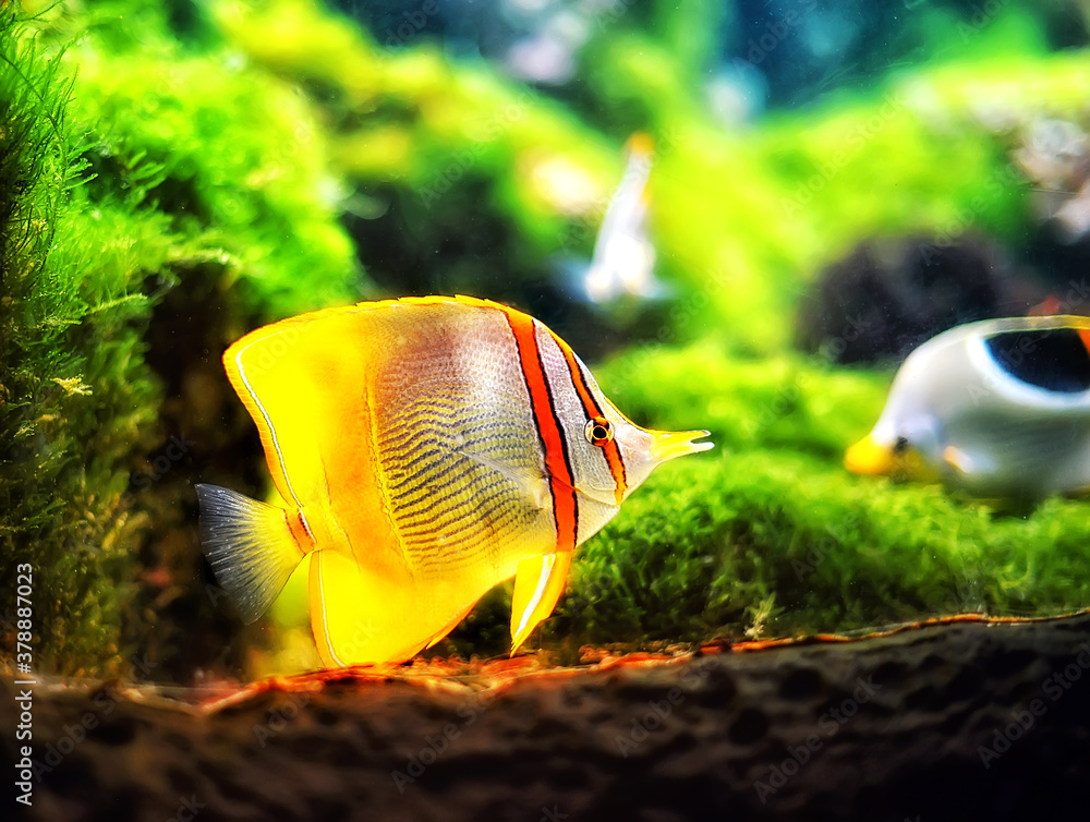 Yellow long-nosed fish butterfly underwater Stock Photo | Adobe Stock