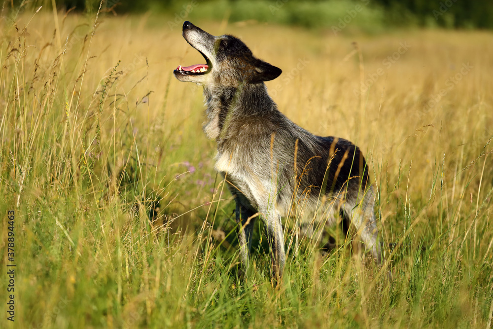 The northwestern wolf (Canis lupus occidentalis) standing on the meadow ...