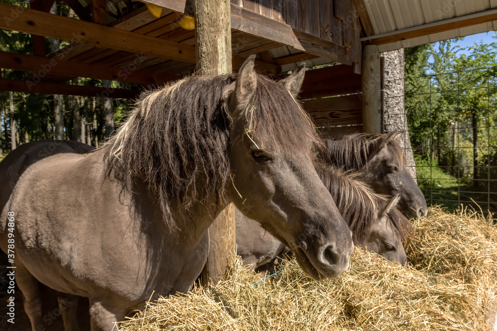 The descendants of the wild horse tarpan, (Equus ferus ferus), also ...