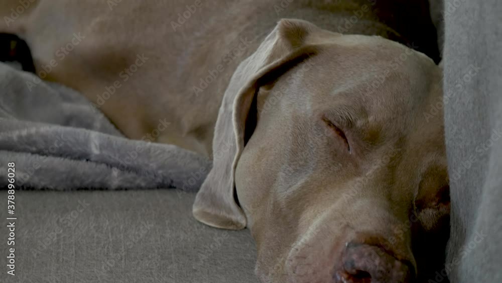 Weimaraner sleeping on a couch, opens his eyes and looks at camera. Extreme close up displays ...