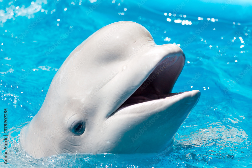 Friendly beluga whale or white whale in water. Beluga whale white ...